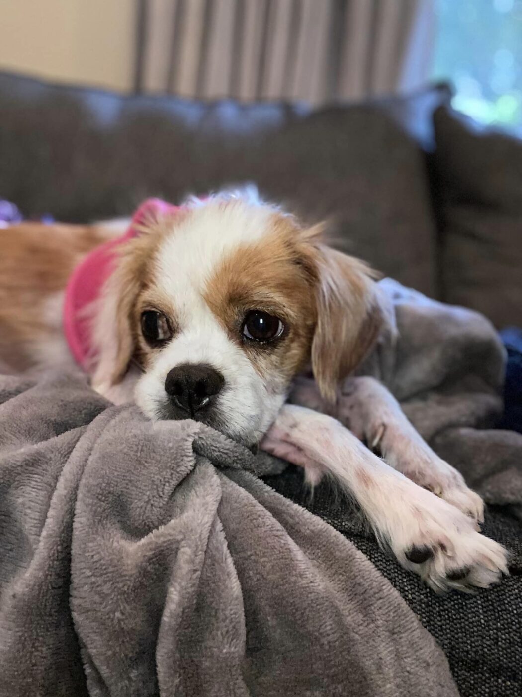 Your Impact - August 2024 - Friends for Animals of Metro Detroit