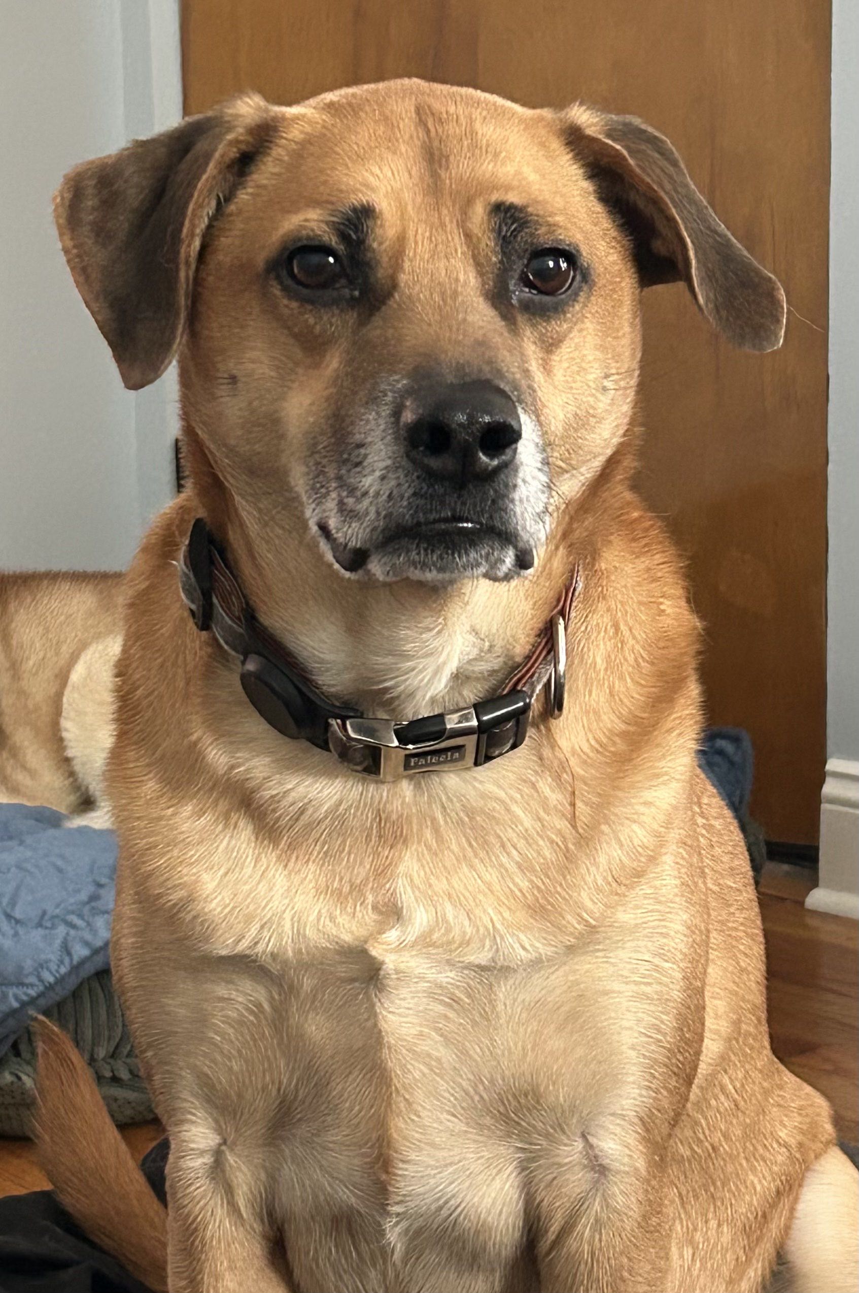 Leo needs a new home! - Friends for Animals of Metro Detroit